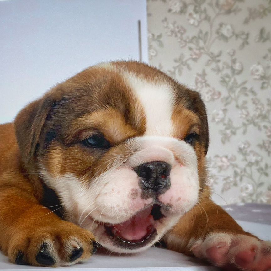 Мальчишки англичане