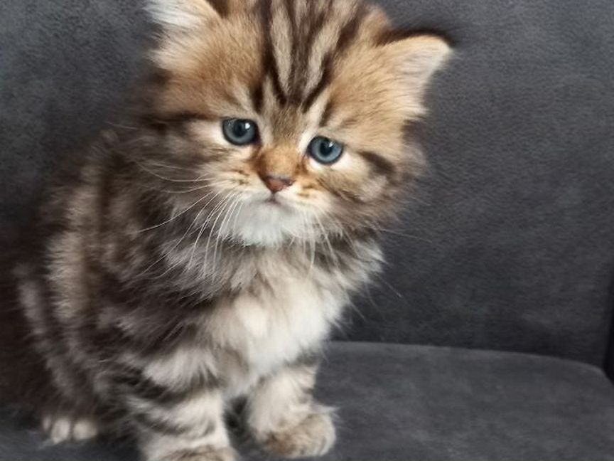 Котенок Шотландская