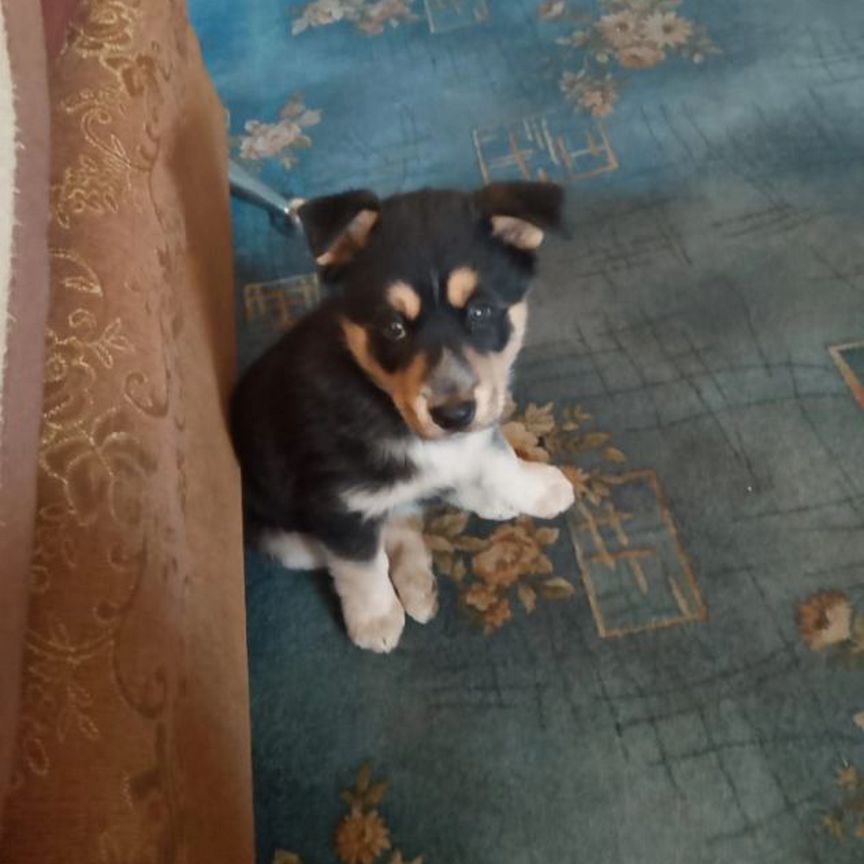 Отдам собаку за детское питание