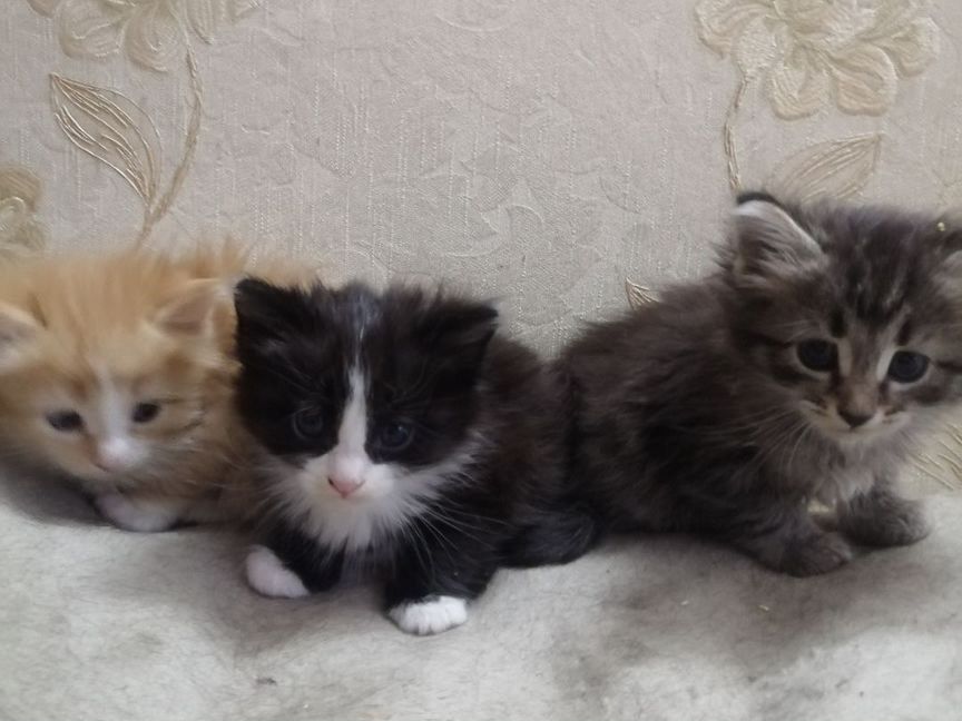 Кошки в добрые руки