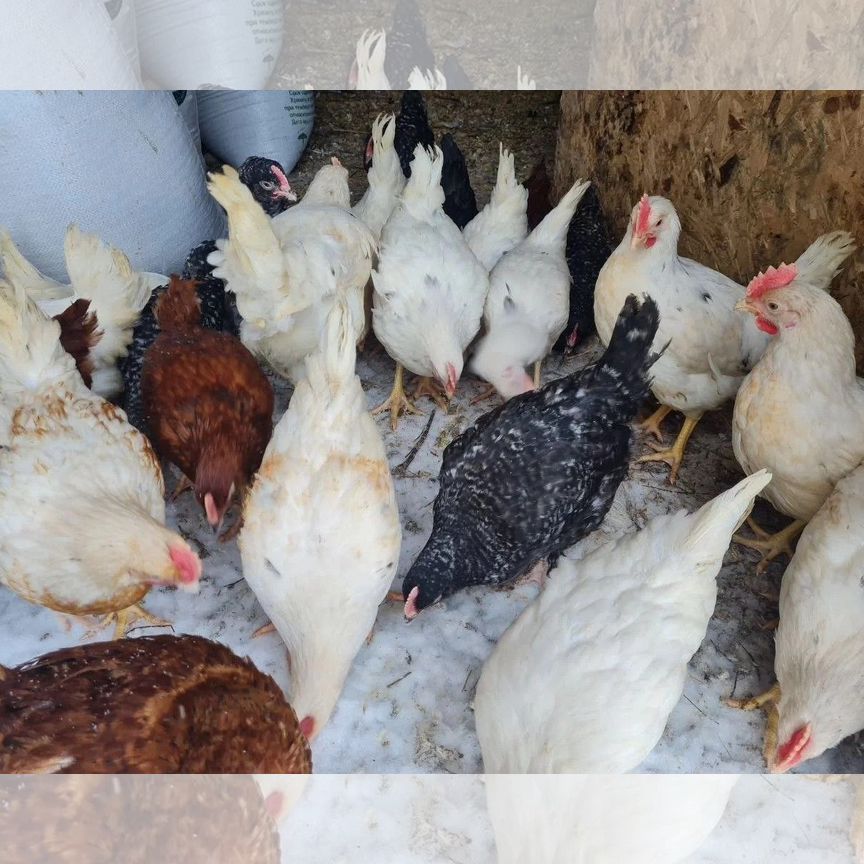 Куры несушки молодые