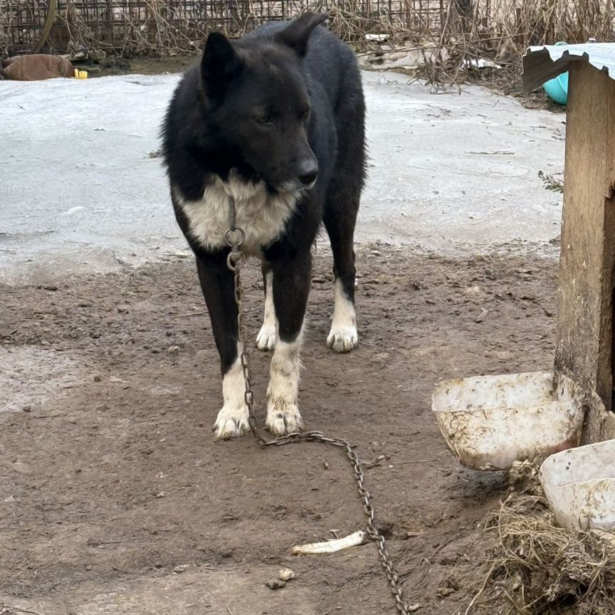 Отдам в добрые руки собаку мальчика
