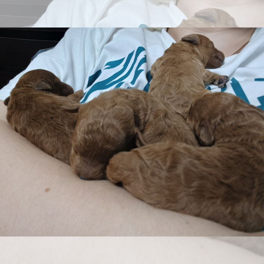 Той-пудель, щенок