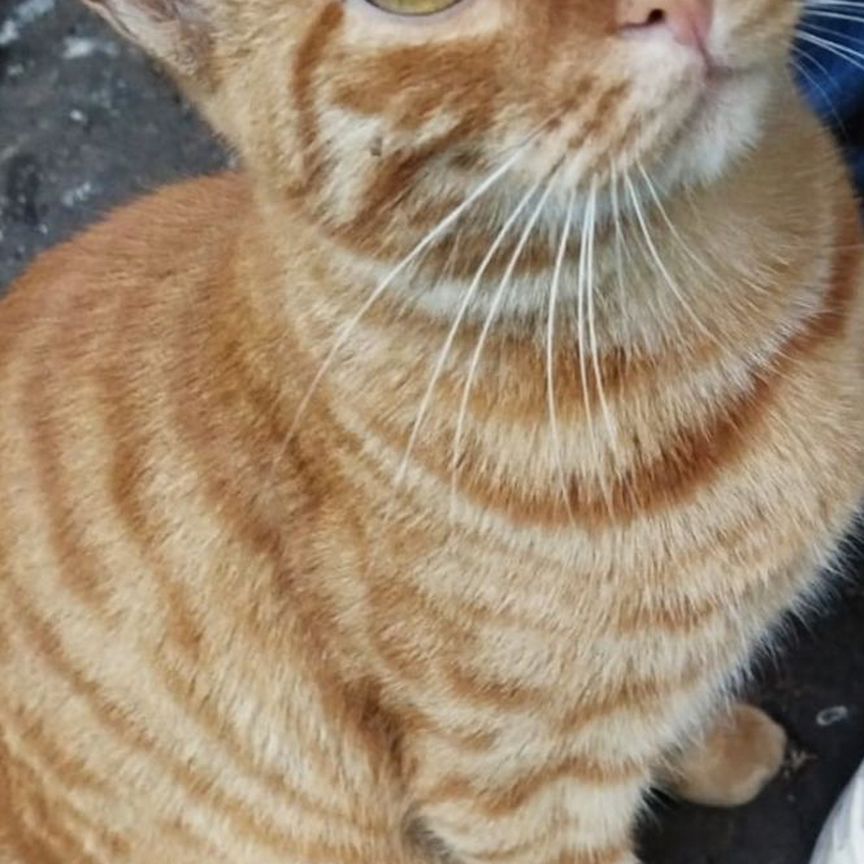 Ласковый Рыжик