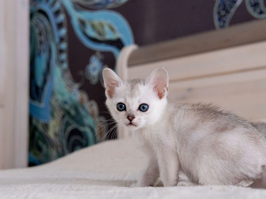 Котята бурмиллы