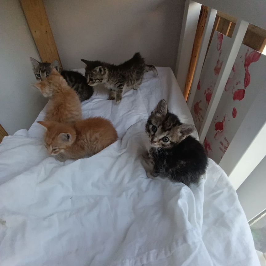 Котята в добрые руки