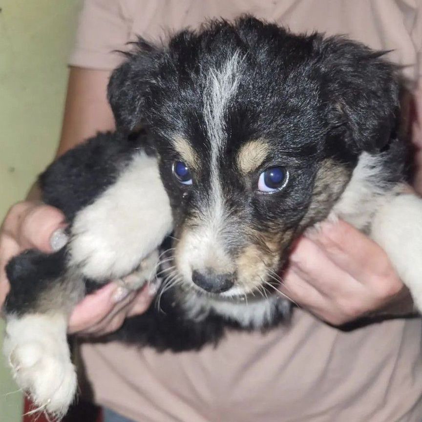 Канадская эскимосская собака, щенок
