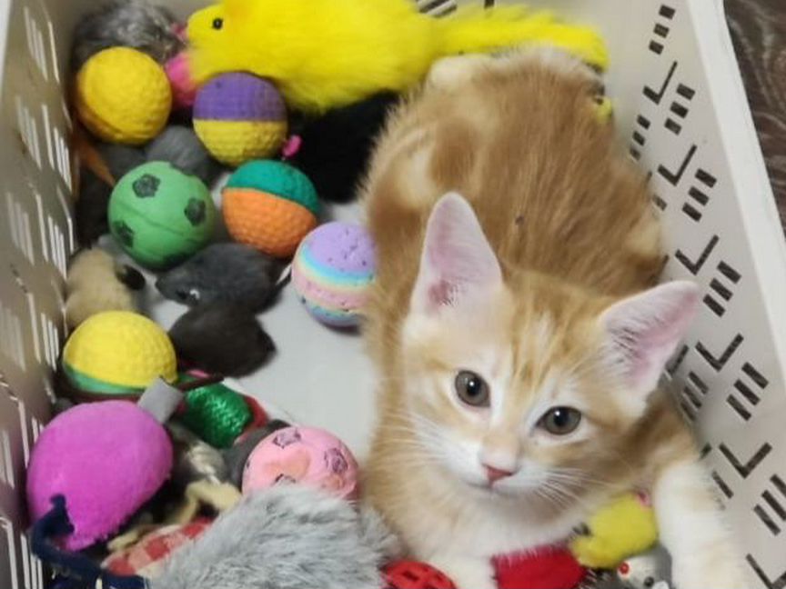 Курильский бобтейл