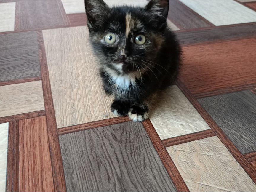 Котенок в добрые руки