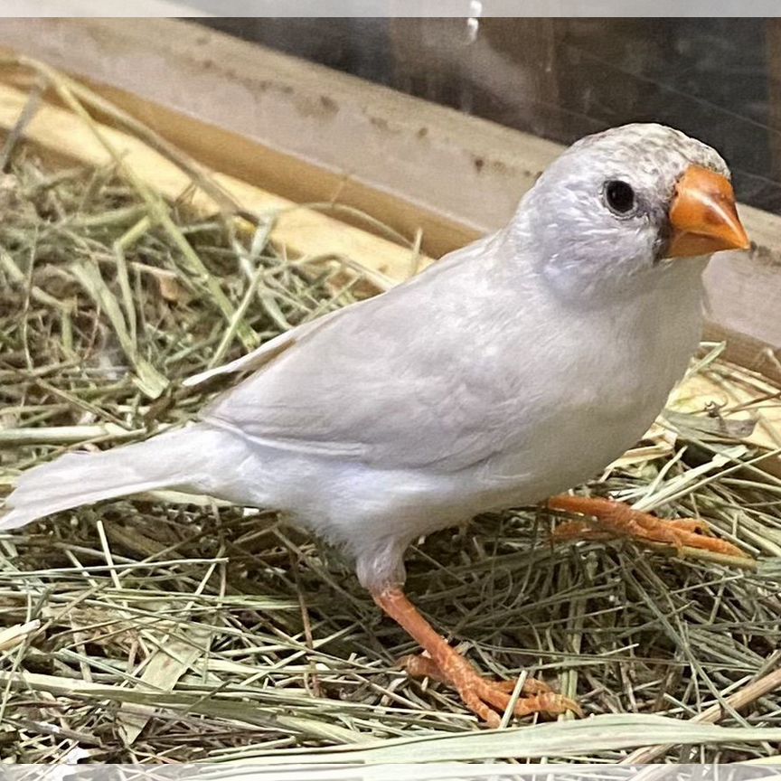 Зебровые амадины