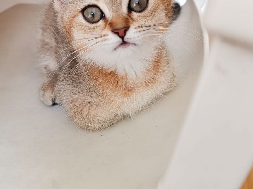 Шотландские котята золотая шиншилла