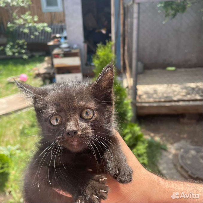 Котята лапочки