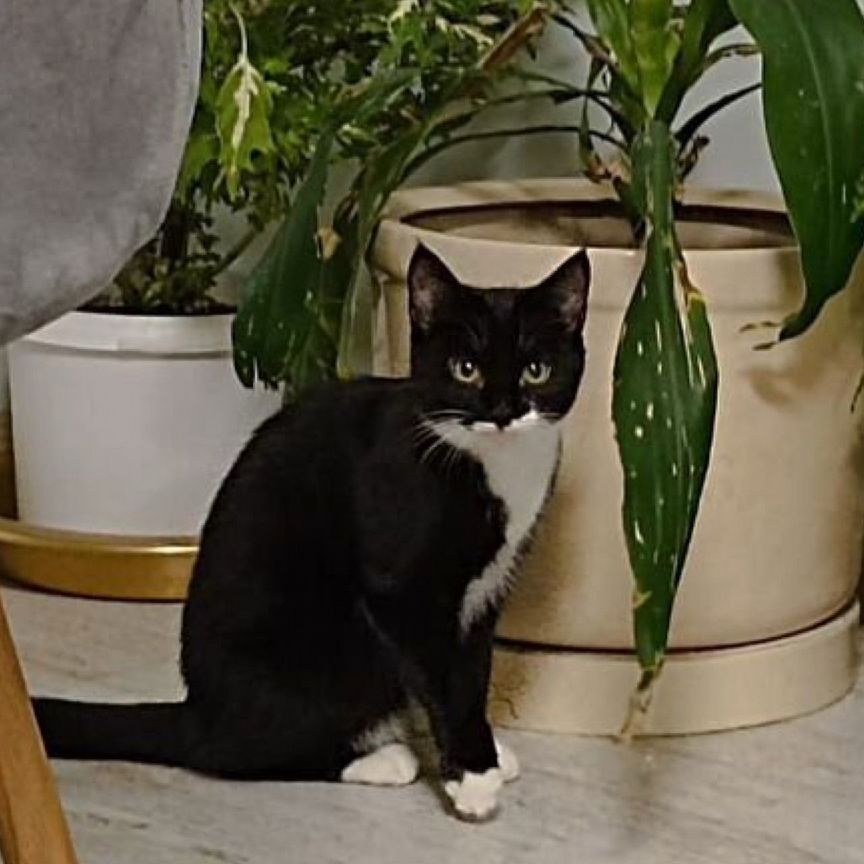 Девчушка котенок