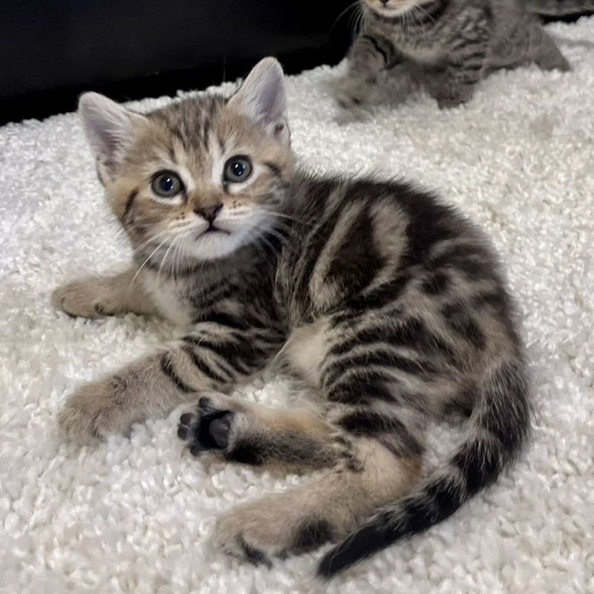 Шотландские котята метисы
