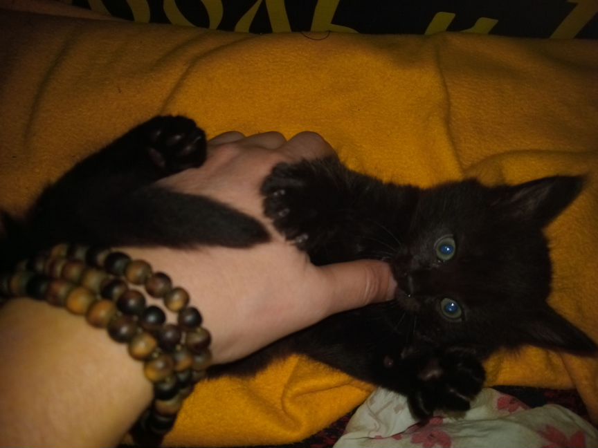 Котята в добрые рукм