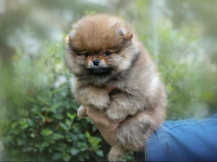 Мини мальчик