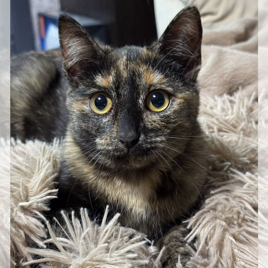 Взрослая, кошка в добрые руки