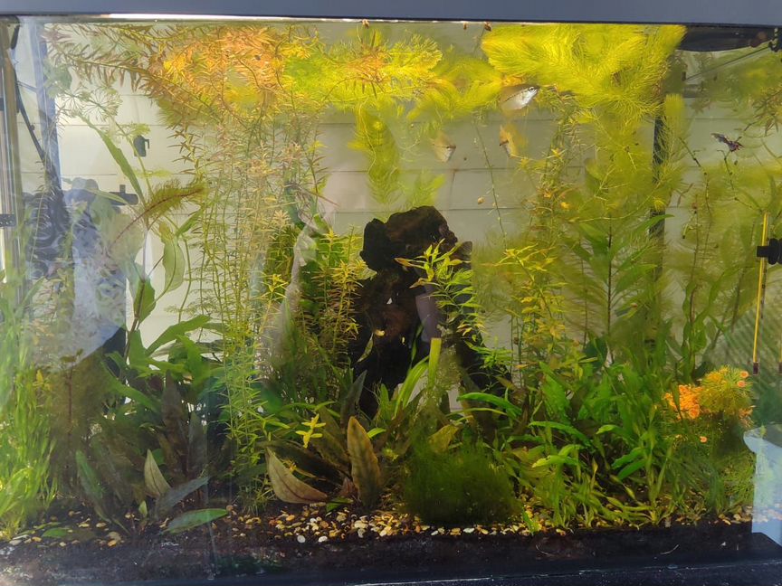 Аквариумные растения
