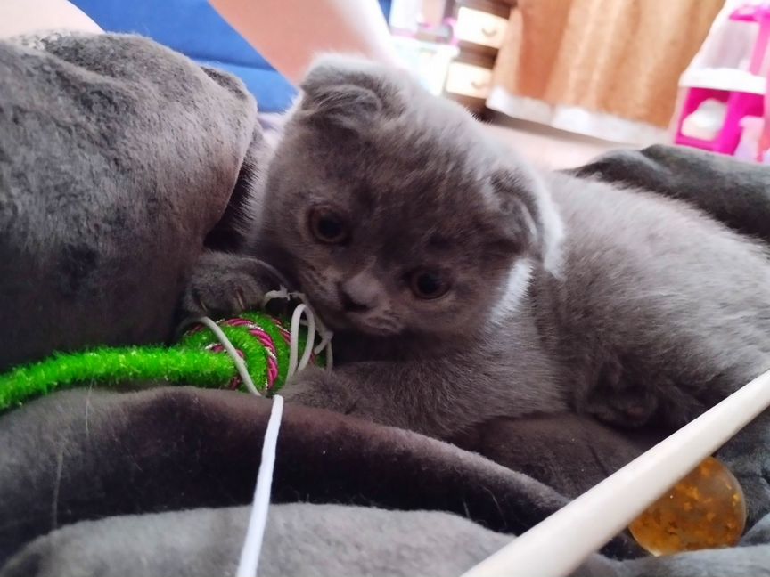 Продам котенка породистого