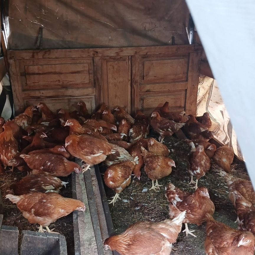 Куры молодки