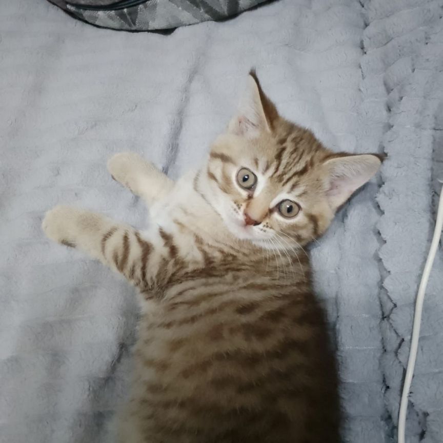 Британский короткошёрстный котёнок