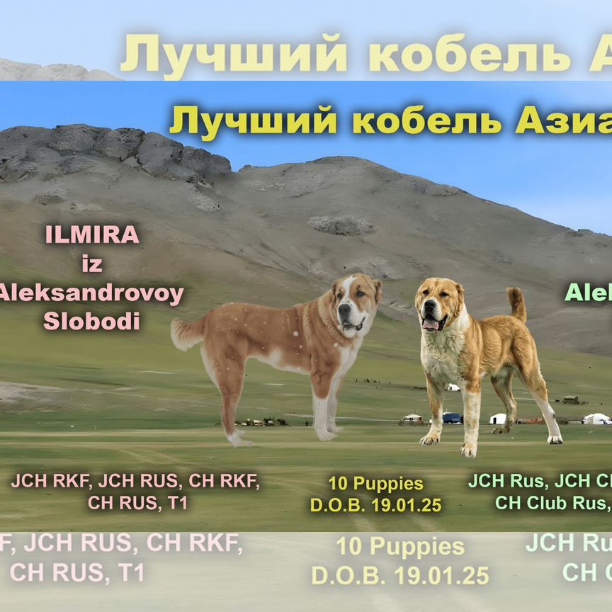 Щенки среднеазиатской овчарки/алабай/туркменский в