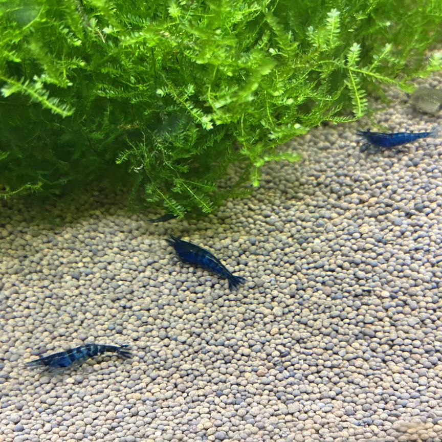 Креветки Блю Дрим