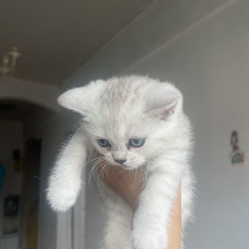 Белый британский котенок
