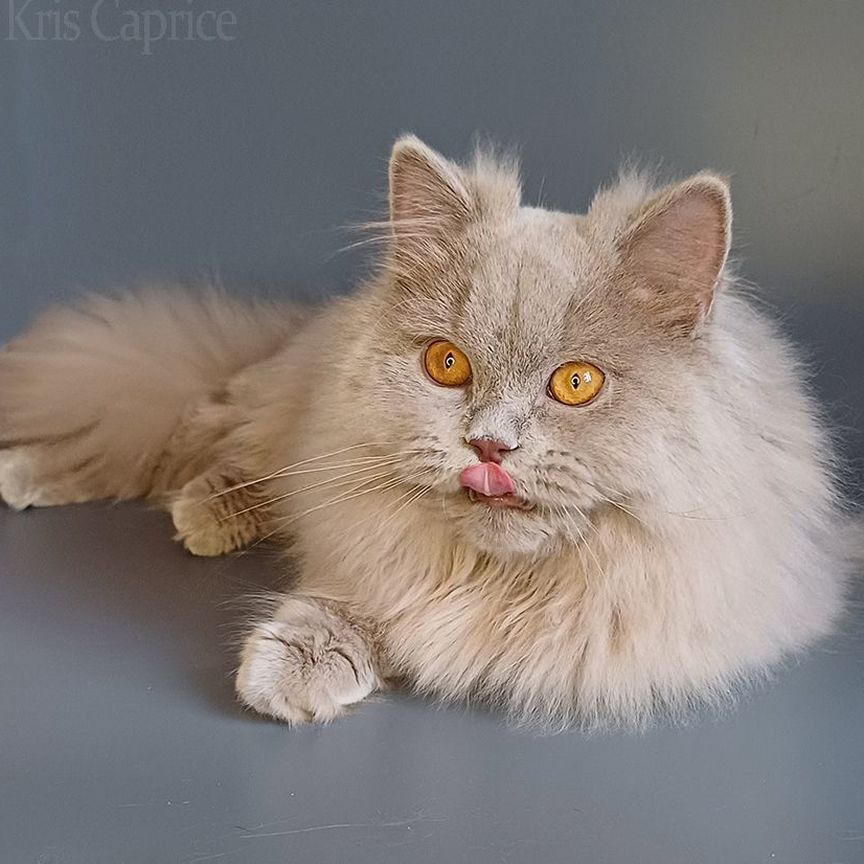 Британский котенок, здоровый, аккуратный, дружелюб