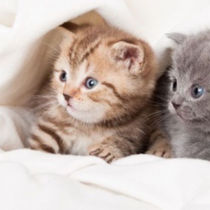 Мейн-кун котёнок