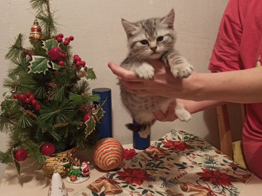 Кошкашатланская