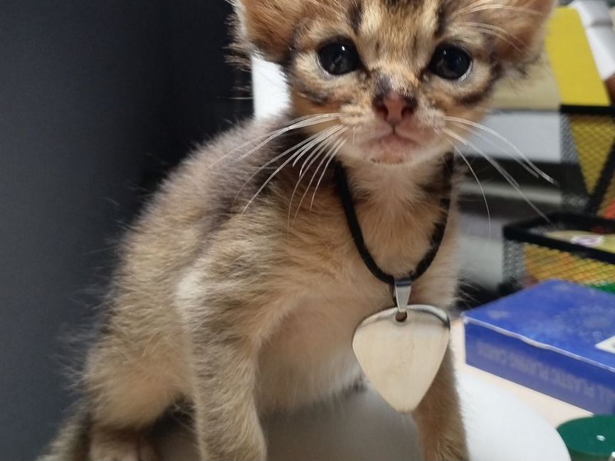 Абиссинские котята