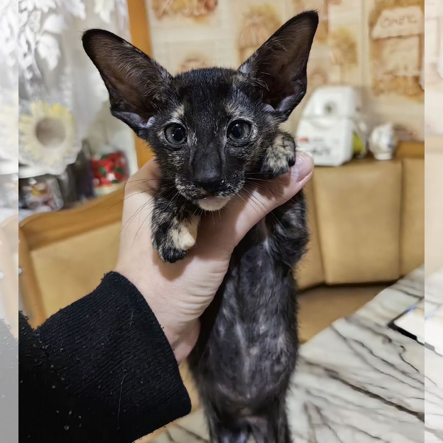 Ориентальные котята экстрим