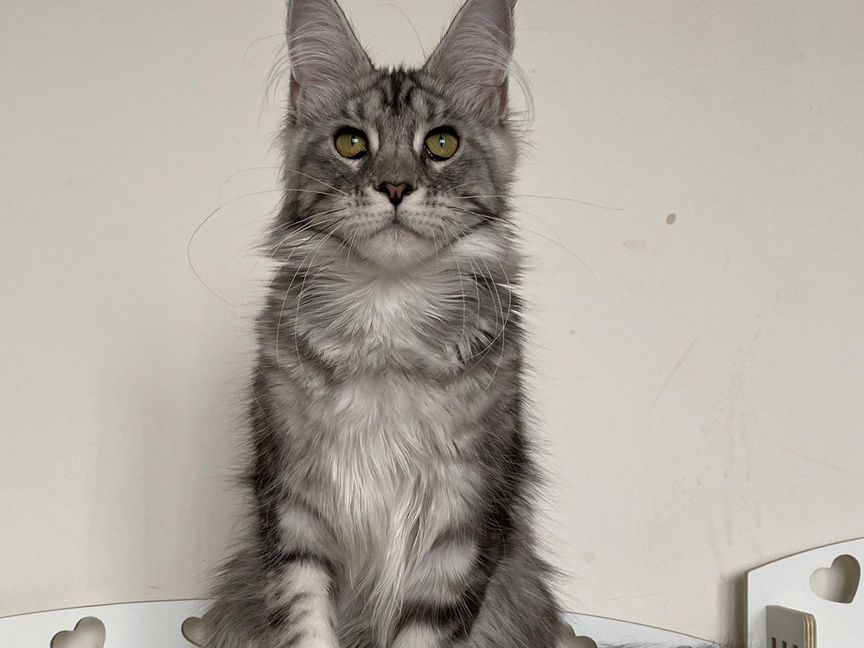 Серебряная девочка