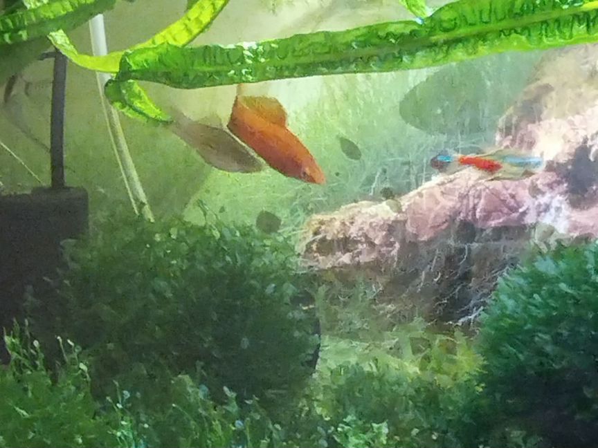 Аквариумные рыбки и растения