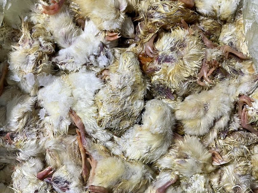 Цыплята на корм, кормовые цыплята