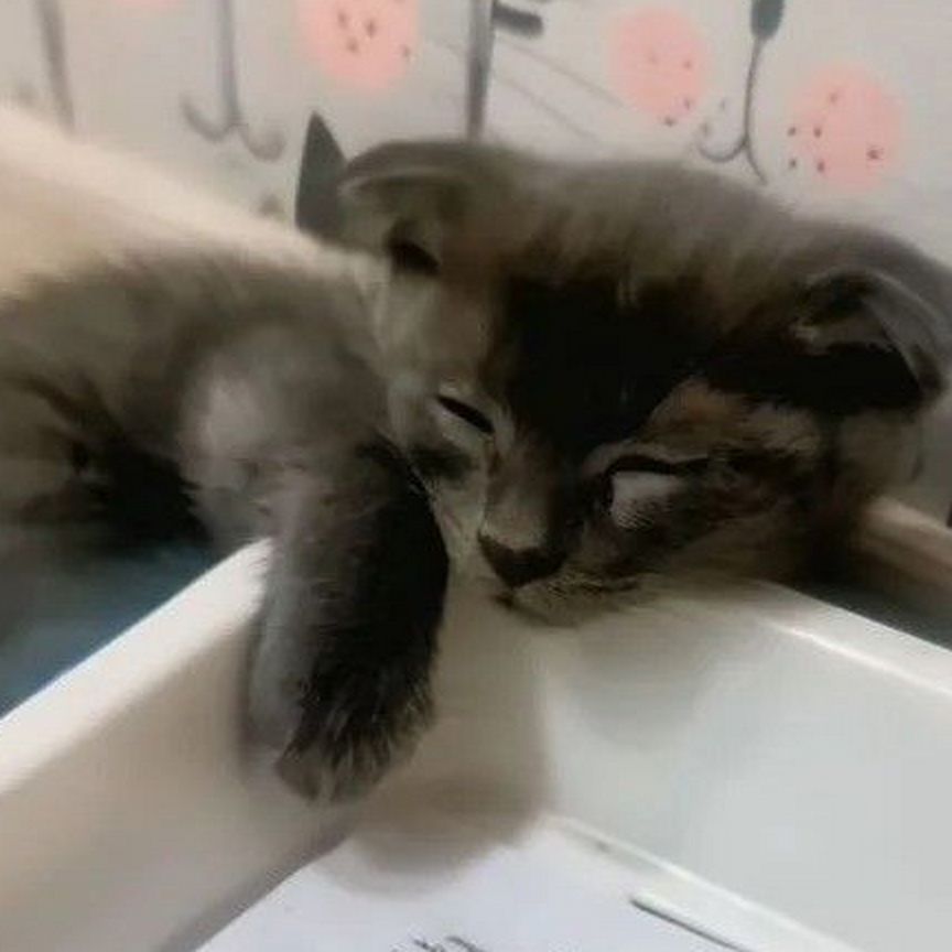 Котёнок в добрые руки