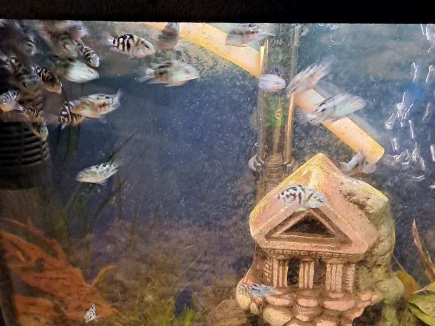 Аквариумные рыбки