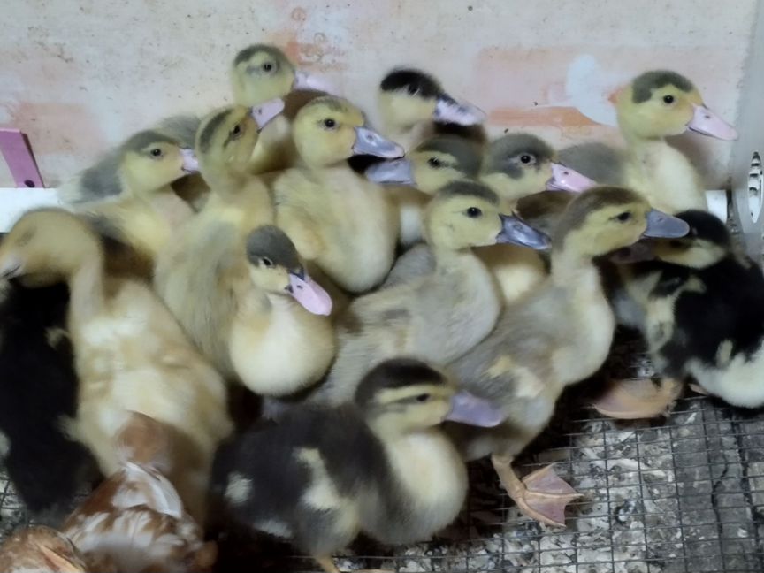 Утята голубой фаворит -2 недели