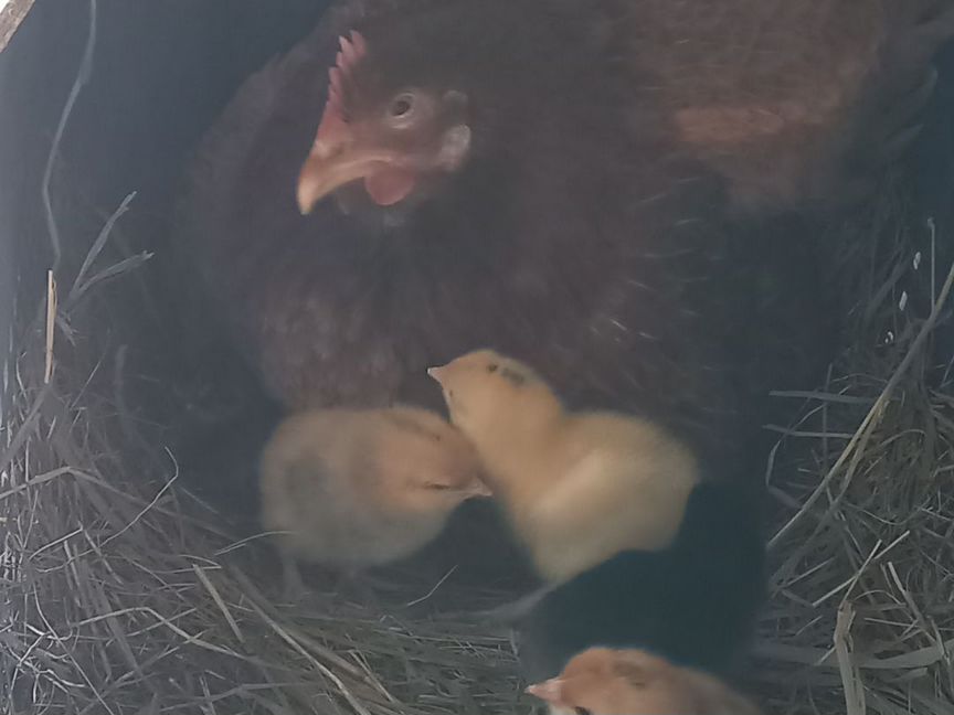 Клушка с цыплятами