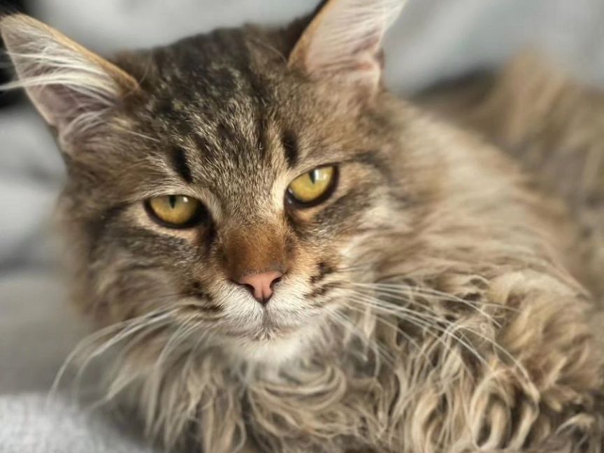 Пушистый котик в добрые руки