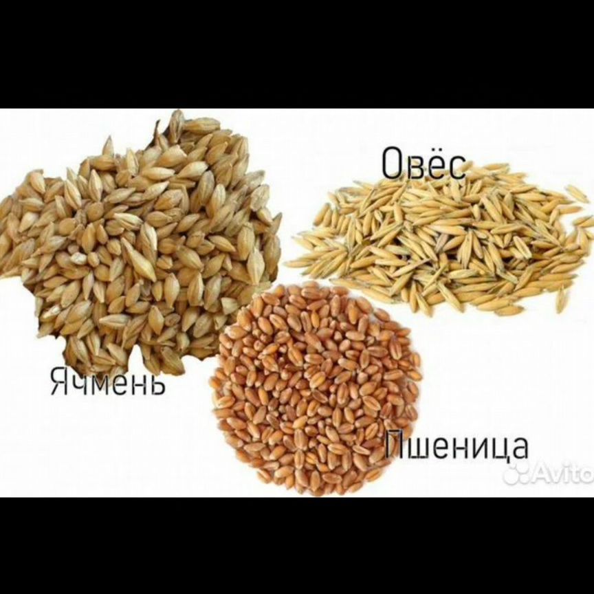 Зерно Ячмень Овёс Пшеница