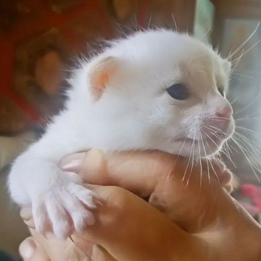Котёнок (мальчик, 3 недели)