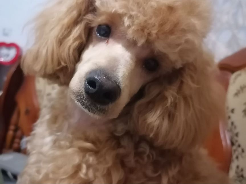 Случка собак