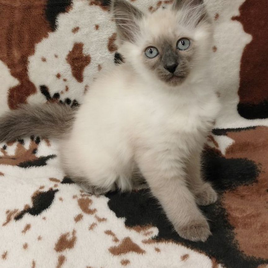 Невский маскарадный котёнок