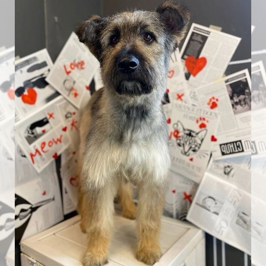 Взрослый пёс в добрые руки