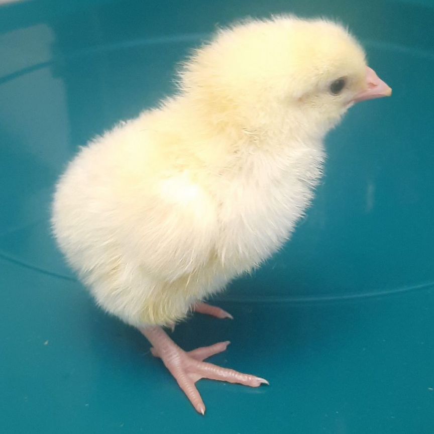 Цыплята бройлеры суточные Арбор Айкрес