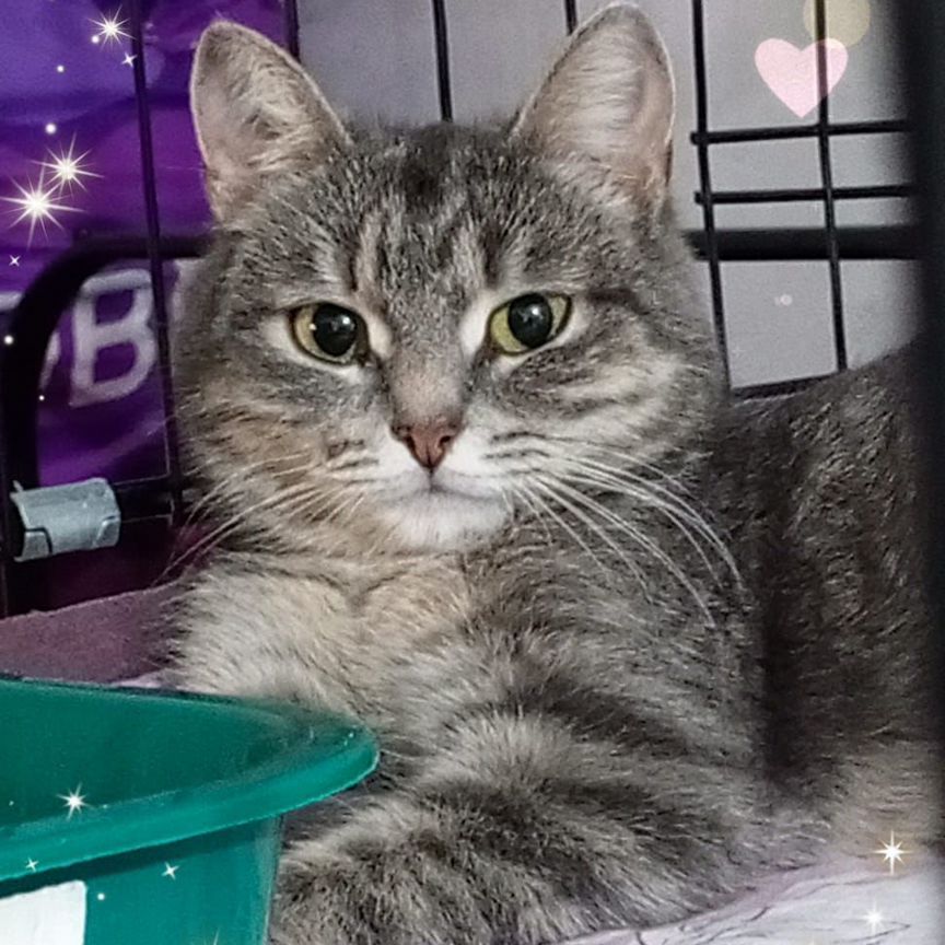 Замурчательная Китти ищет дом