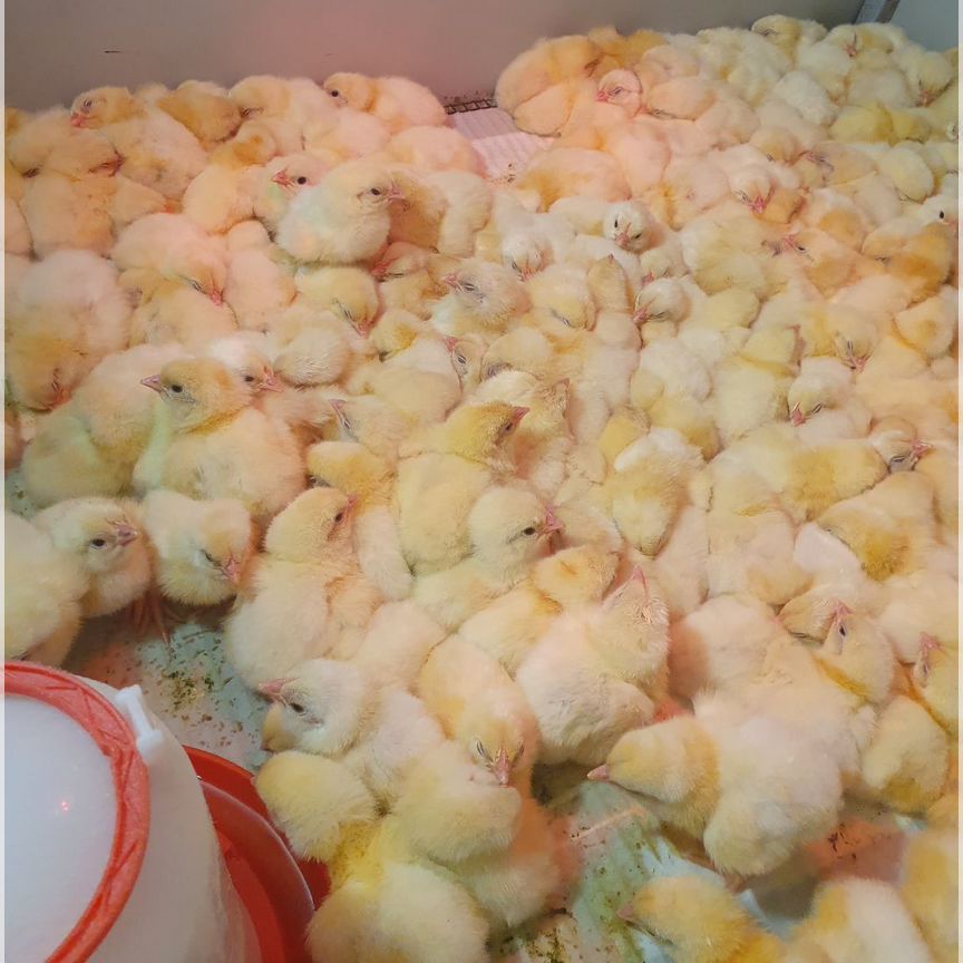 Цыплята бройлеры суточные