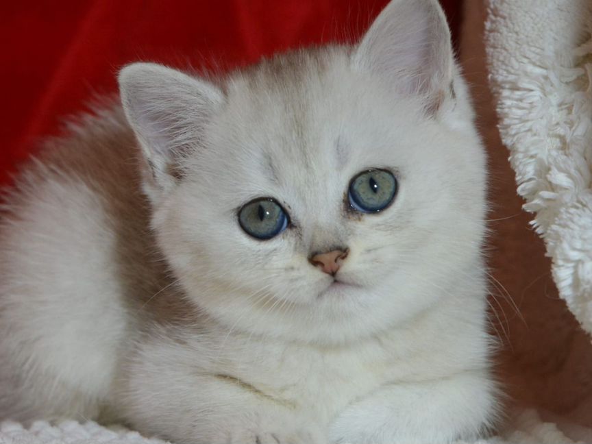 Британская серебристая шиншилла